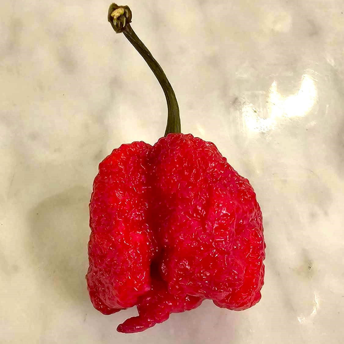 Rose of Shahina - A new pepper by Laszlo Diczko - UK Chilli Queen
